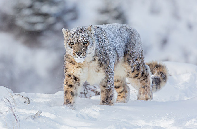 ‘Snow Leopard in Snow Storm’ by Julie Walker, Keswick PS – Northern ...