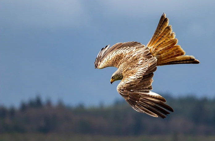 ‘Target Acquired’ by Dominic Robinson, Penrith & Dist CC – Northern ...