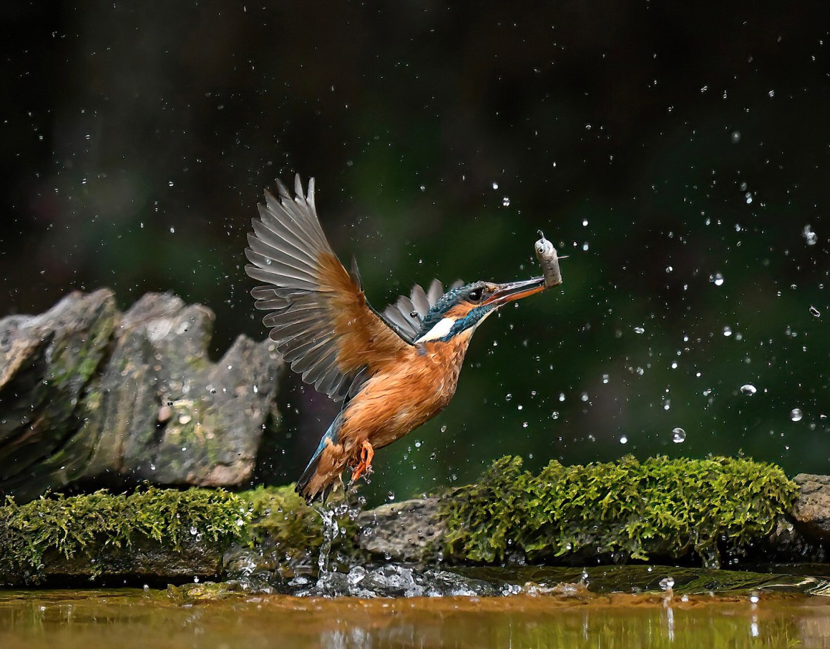 North Tyne PDI Interclub Competition – Northern Counties Photographic ...