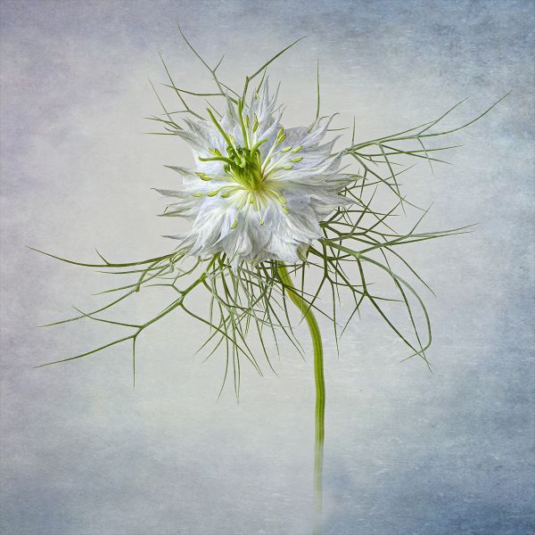 NCPF Club Championship Report – Northern Counties Photographic Federation