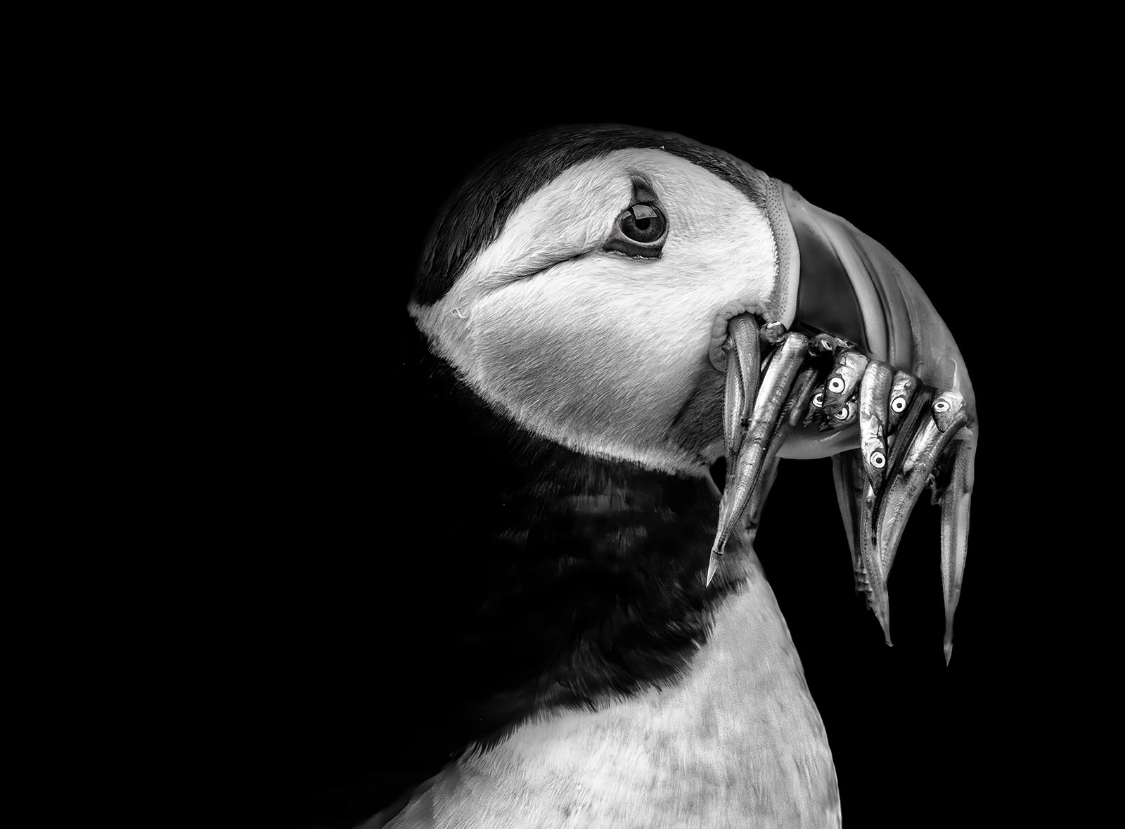 Northern Area Mono & Colour Print Competition – Northern Counties ...